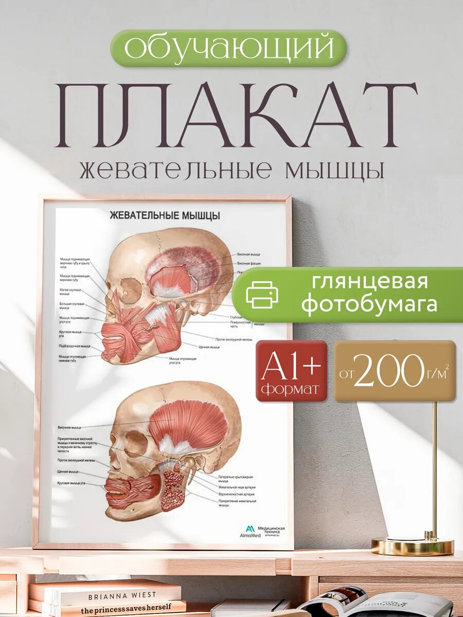 Жевательные мышцы плакат глянцевая фотобумага от 200 г/кв. м, размер A1+