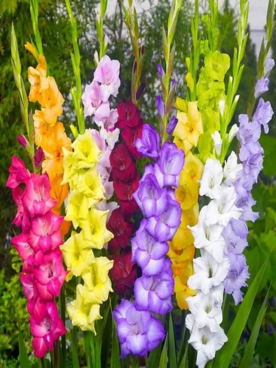 Гладиолус Holland Bulb Market "Гиганты", для срезки, многолетник 5шт , микс