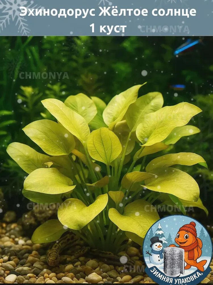 Аквариумное растение Эхинодорус Жёлтое Солнце, живое аквариумное растение