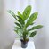 Аглаонема Страйпс д.17 см (Комнатное Растение, Aglaonema Stripes)