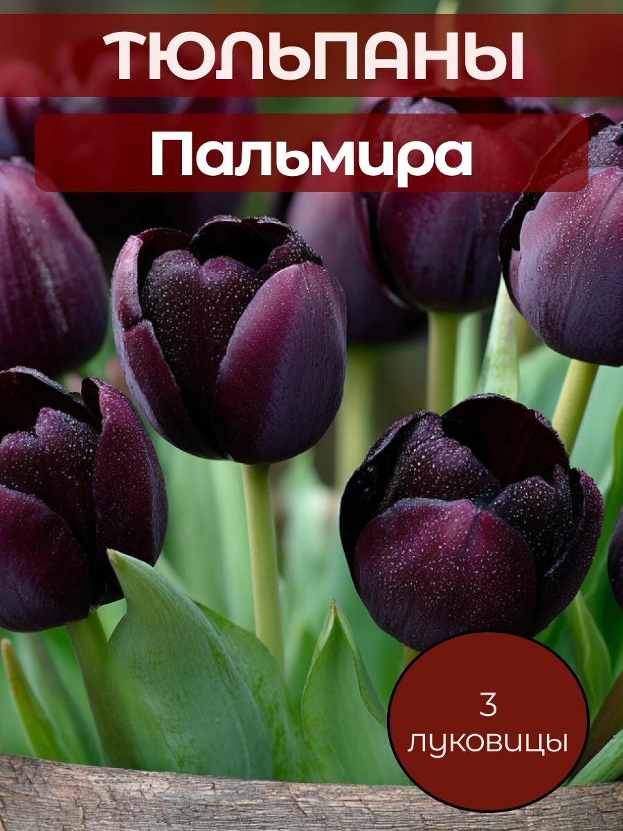 Луковицы тюльпана Пальмира 3 шт
