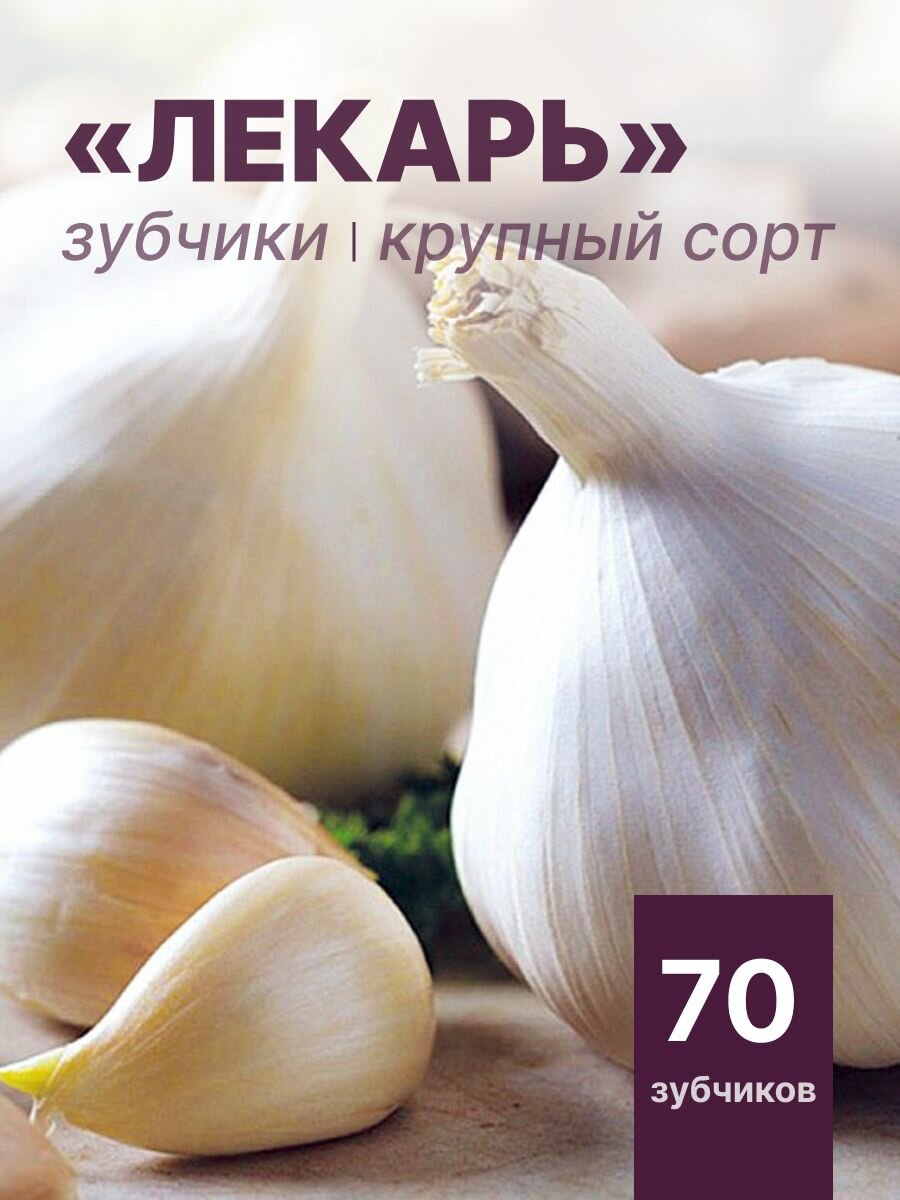 Зубчики чеснока на посадку "Лекарь" 70шт