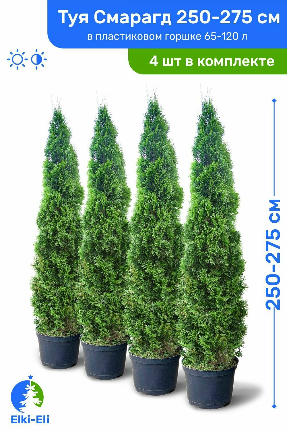 Туя западная Смарагд 250-275 см в пластиковом горшке 60-120 л, саженец, хвойное живое растение, комплект из 4 шт