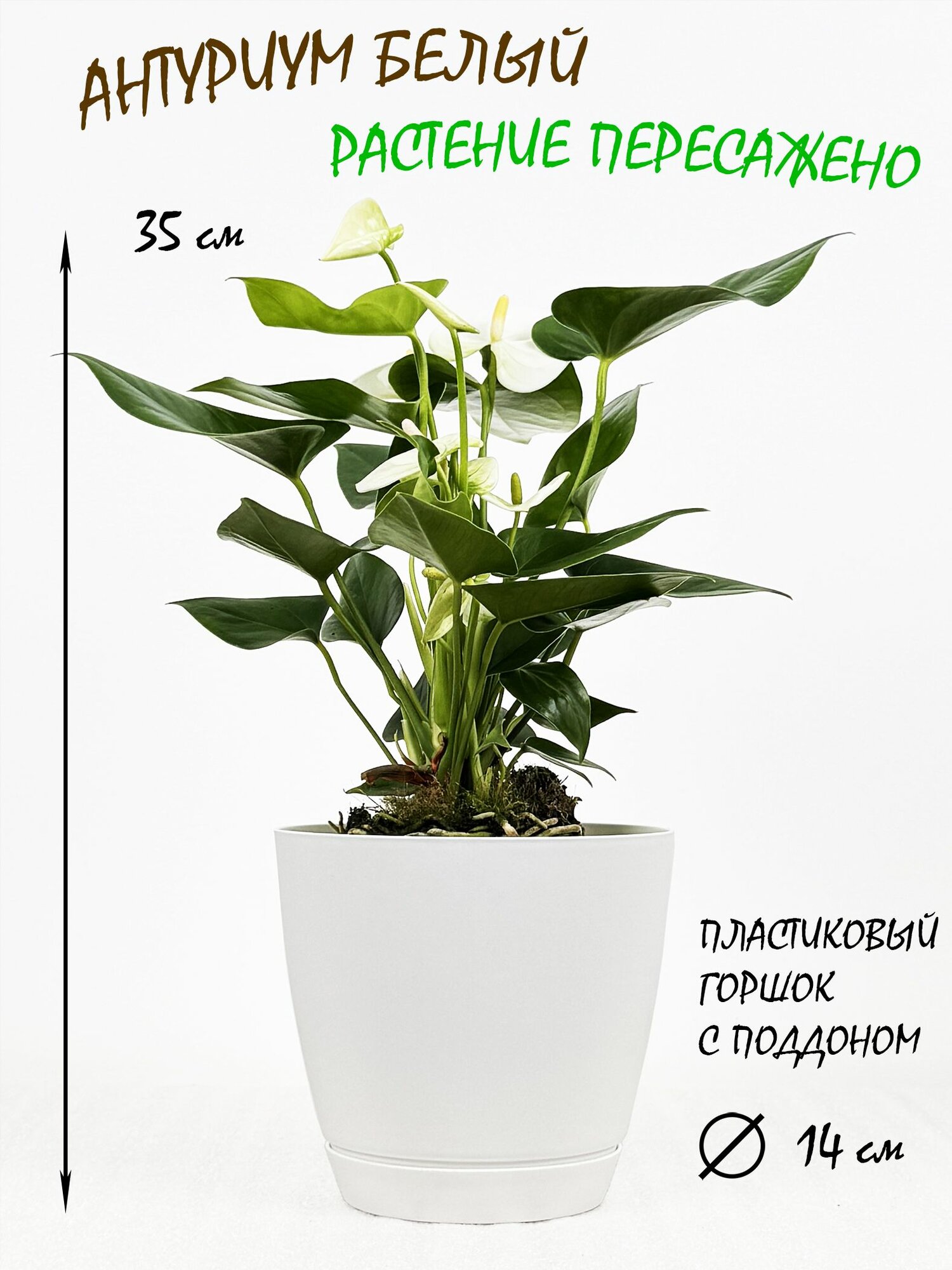 Антуриум белый в белом пластиковом горшке с поддоном, высота 30-35см