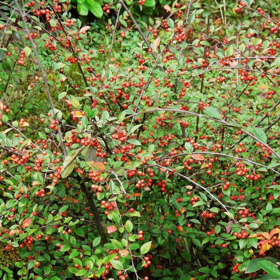 Кизильник Франшети (1 саженец в горшке Р9), Нидерланды