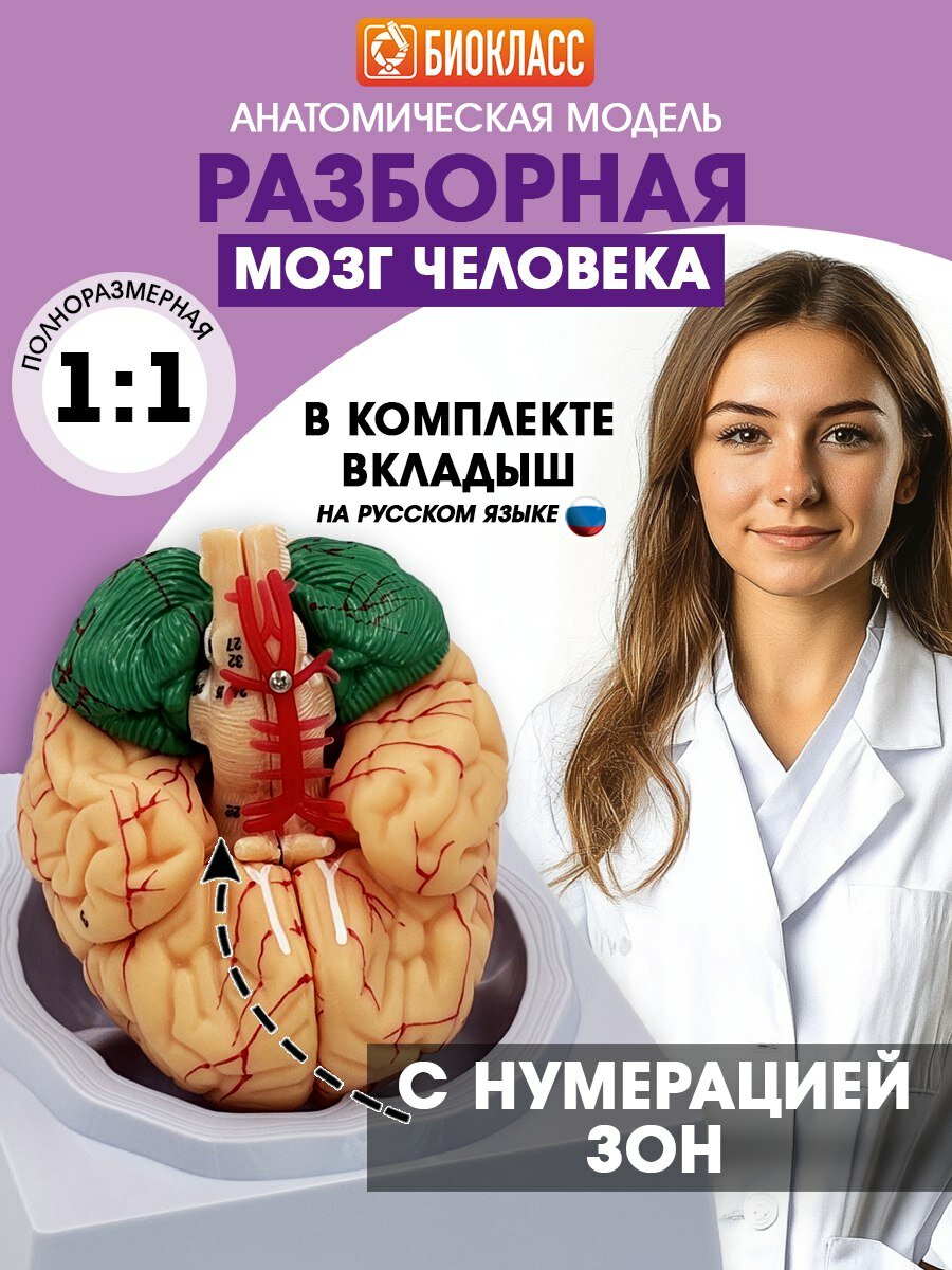 Макет мозга человека разборный