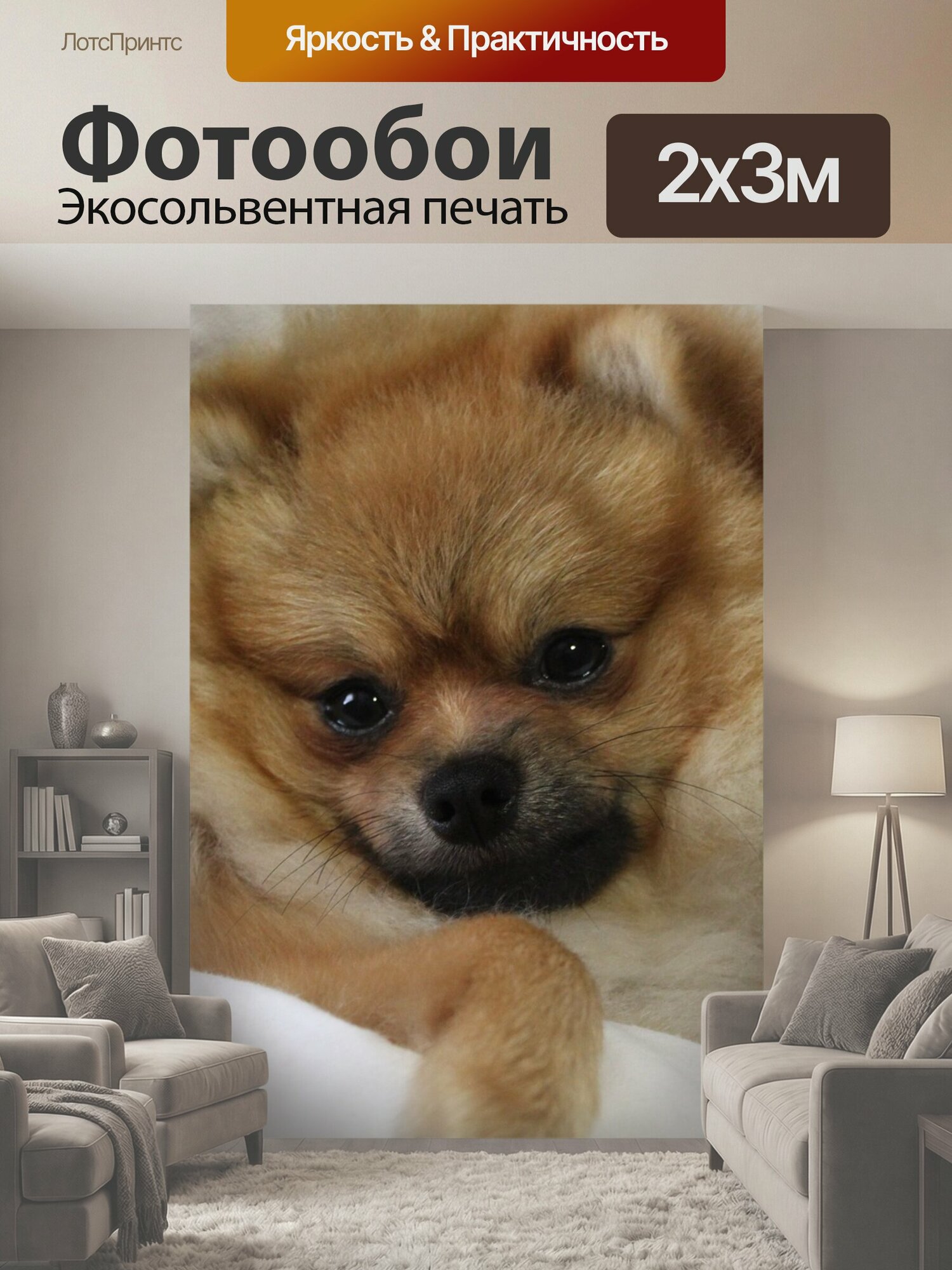Фотообои "Померанский шпиц, миниатюрный шпиц, тедди" 200x300 см. экосольвентная печать