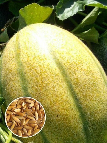 Семена Дыня Нежная 10шт (Агрос)