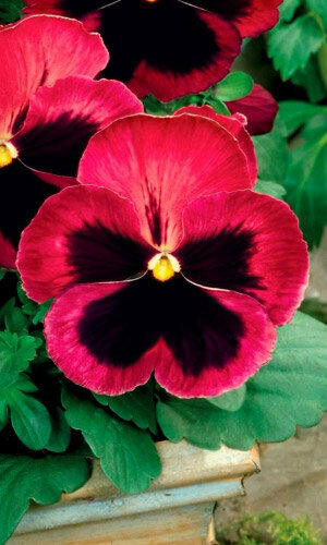 Семена Виола крупноцветковая Кларет Уральский Дачник