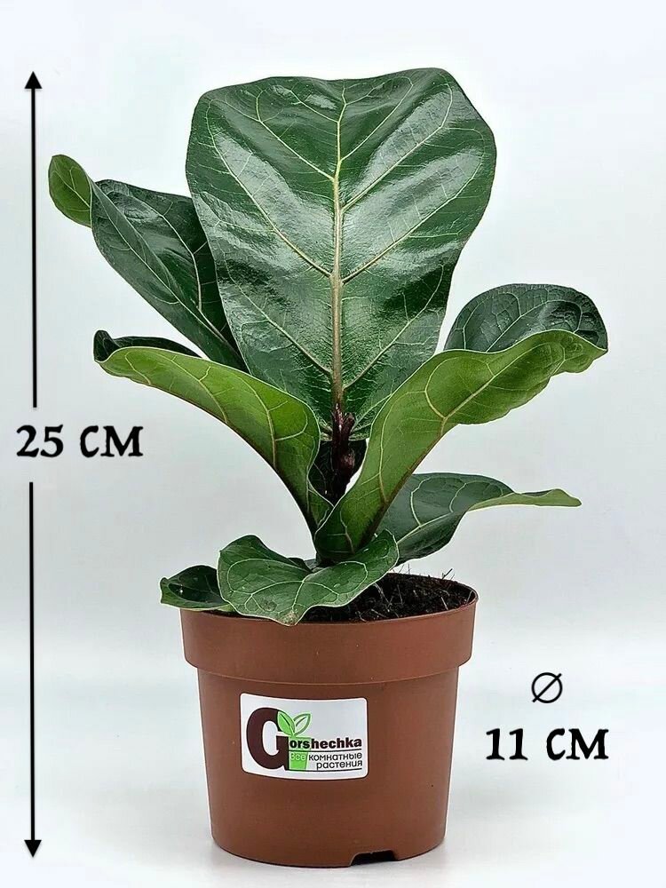 Фикус Лирата Бамбино в горшке, высота 25-30см.