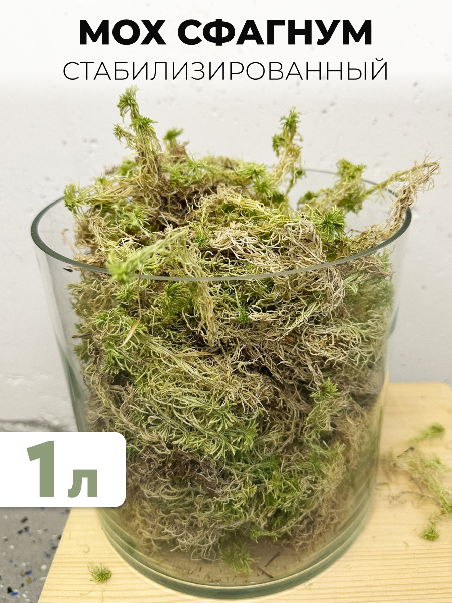 Мох сфагнум живой стабилизированный от Sinitsa Leaf для растений, рептилий, улиток, декора, 1 л