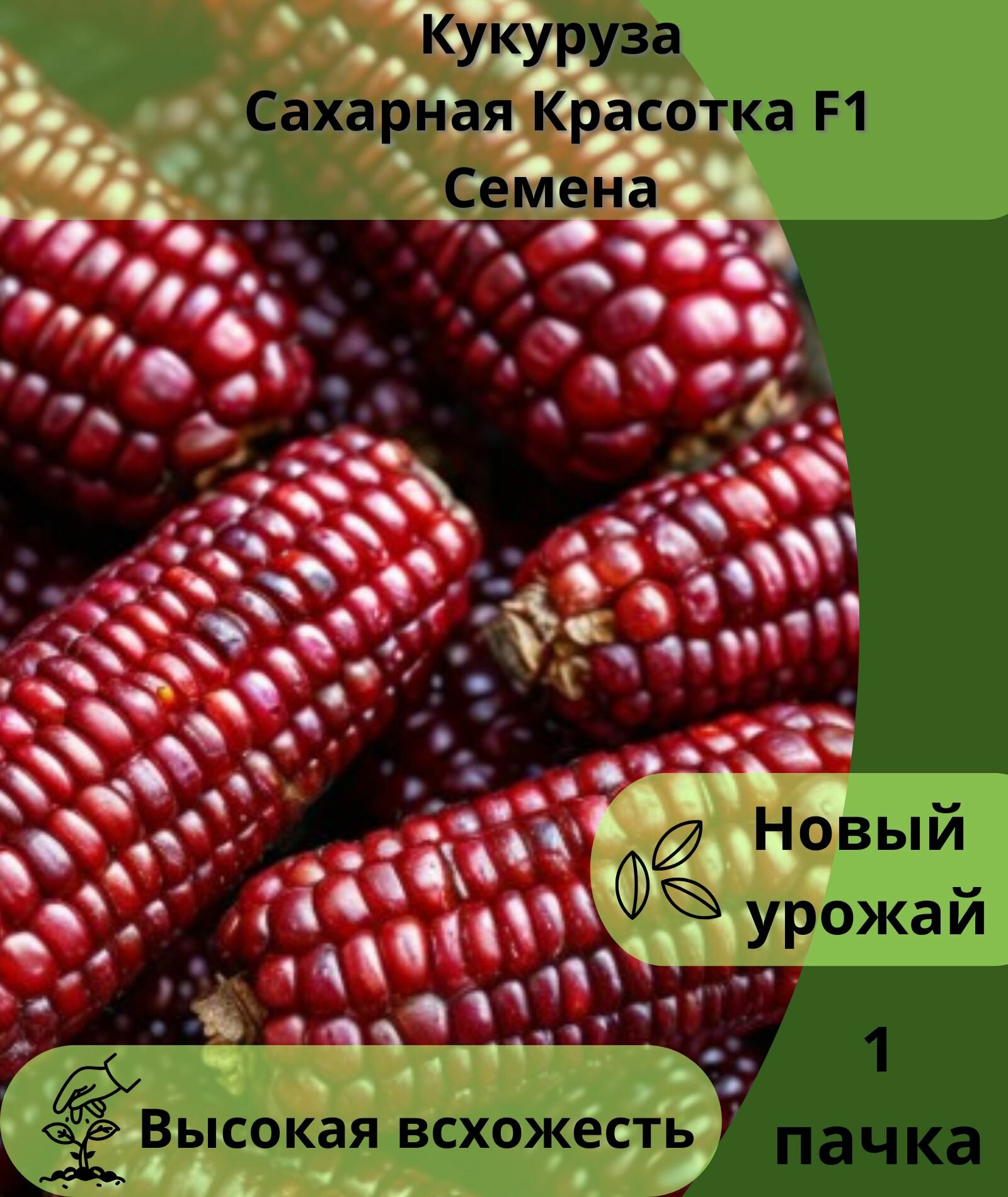 Кукуруза" Сахарная Красотка F1", коллекционные семена 10шт