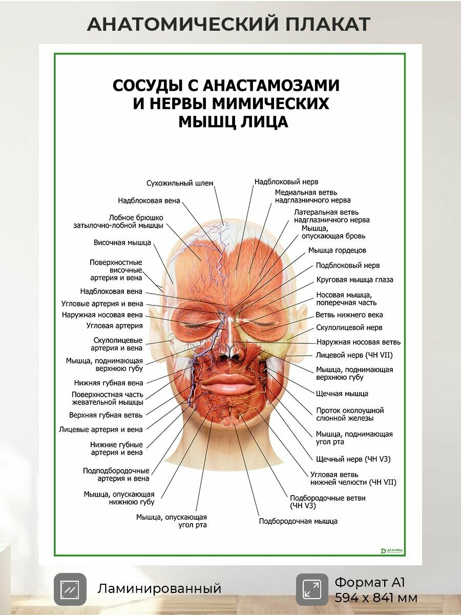 Обучающий медицинский плакат ламинированный формат А1 Сосуды с анастамозами и нервы мимических мышц лица