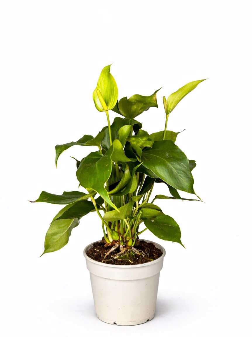 Антуриум Бандерола зелёный (Anthurium Andreanum banderola "Green") 9см