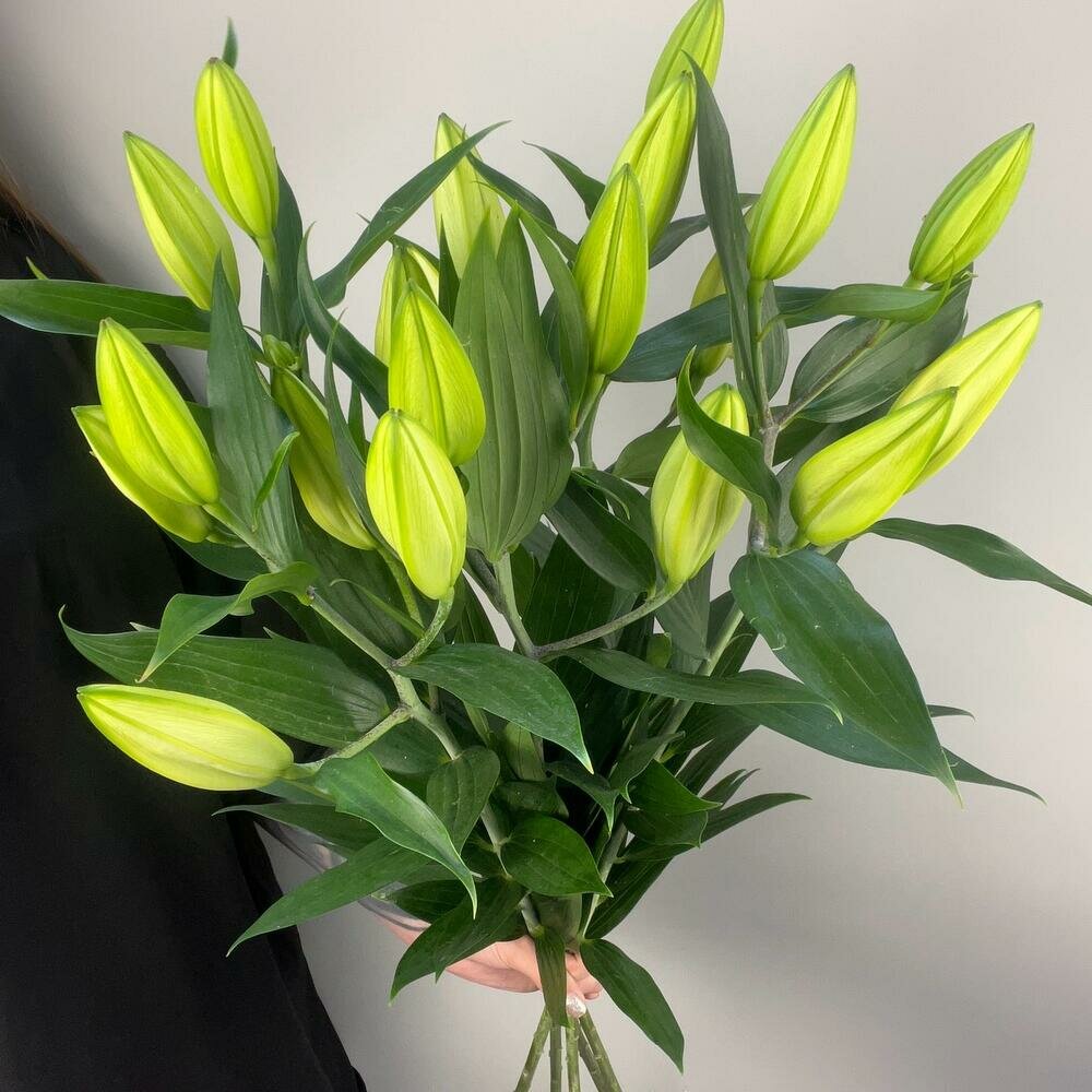 Букет лилий 5 штук розовые пастельные красивые цветы подарок