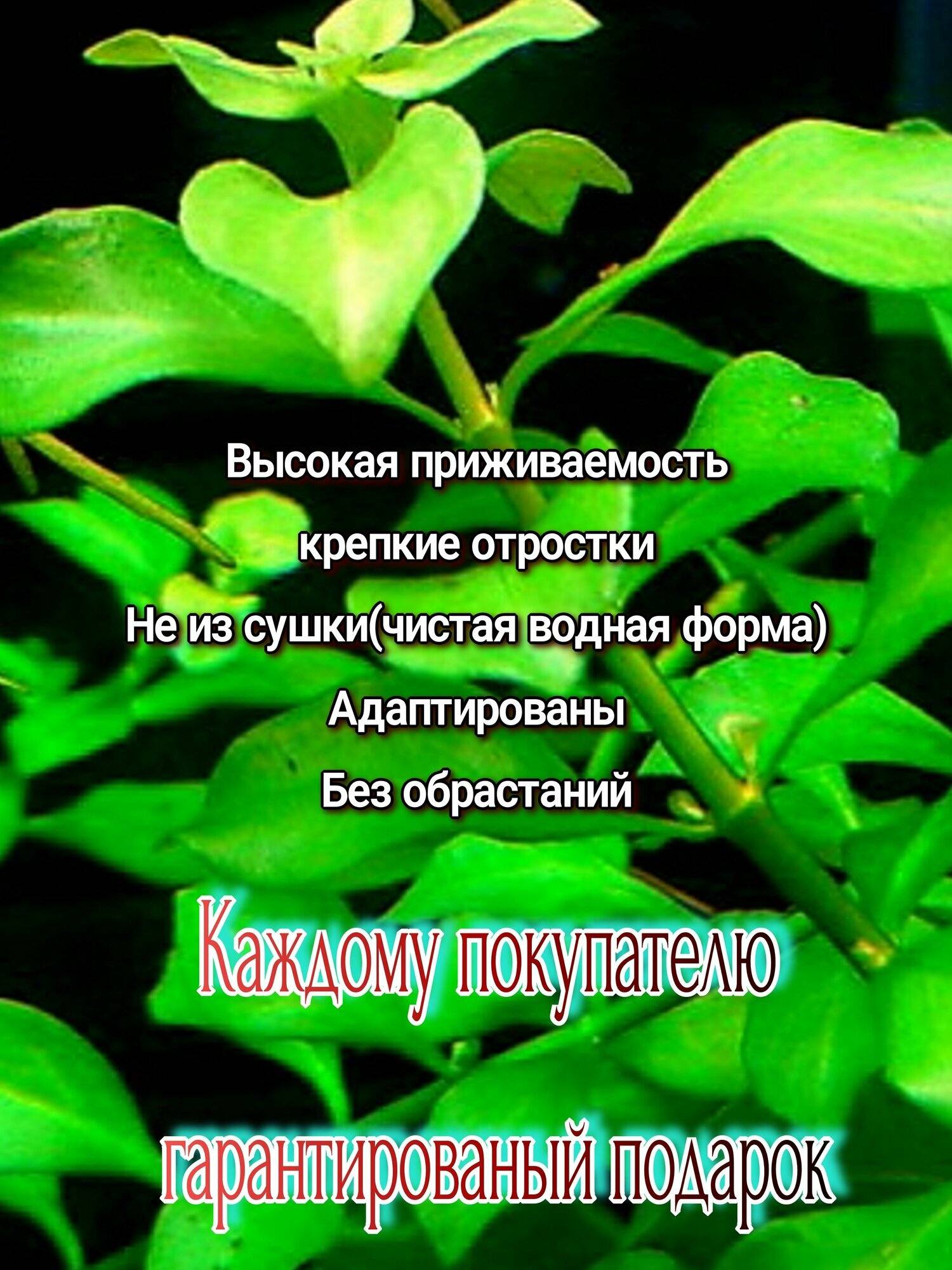 Декорация для аквариума/террариума