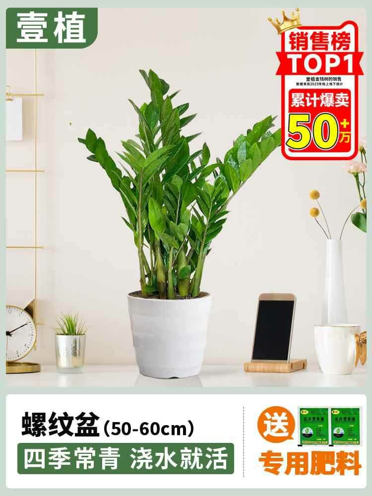 Горячая распродажаДенежное дерево, зеленое растение для интерьера, легкое в уходе, цветок для офиса, счастливое дерево, большой цветочный горшок, денежная гирлянда