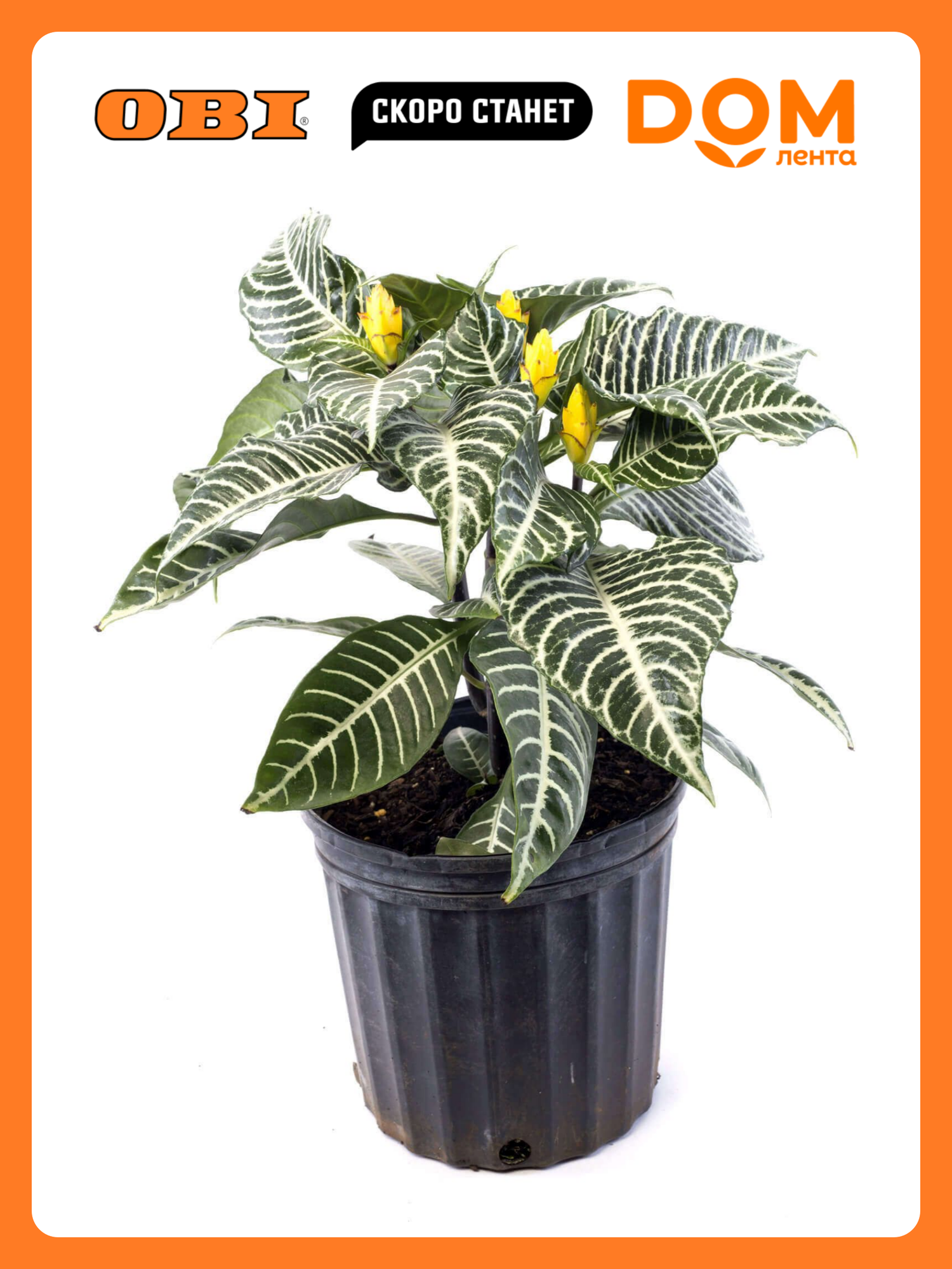 Комнатное растение Афеландра, декоративно-цветущее, высота 25 см, диаметр горшка 13 см