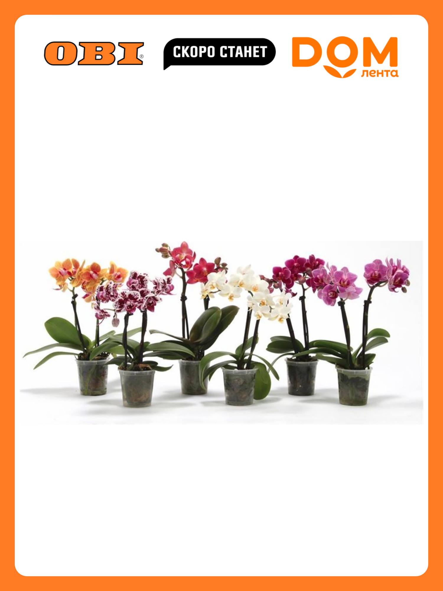 Орхидея Фаленопсис, мини, 2 стебля, высота 15 см, диаметр горшка 6 см