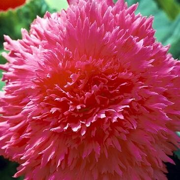 Бегония Фимбриата Пинк (1 клубень), Нидерланды