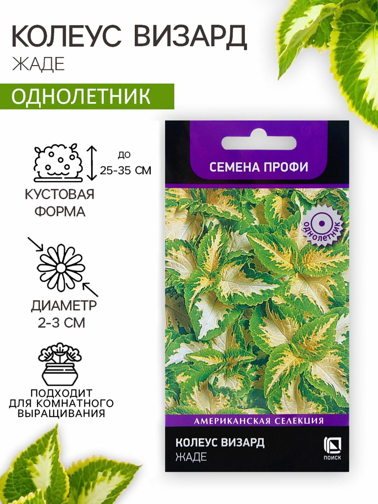 Семена цветов Колеус Визард Жаде, 10шт, посев на рассаду: апрель
