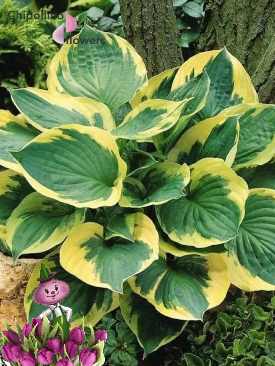 Клубни цветов, chipollino flowers, Хоста TWILIGHT ( 1 штука )