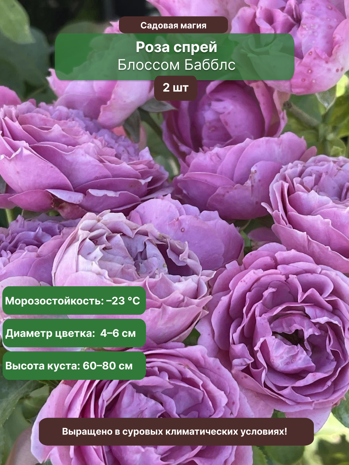 Роза спрей Блоссом Бабблс (Blossom Bubbles) , 2 саж, многолетняя , сиреневая