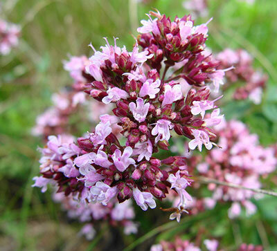 Семена Душица Радуга (0,05 гр.)