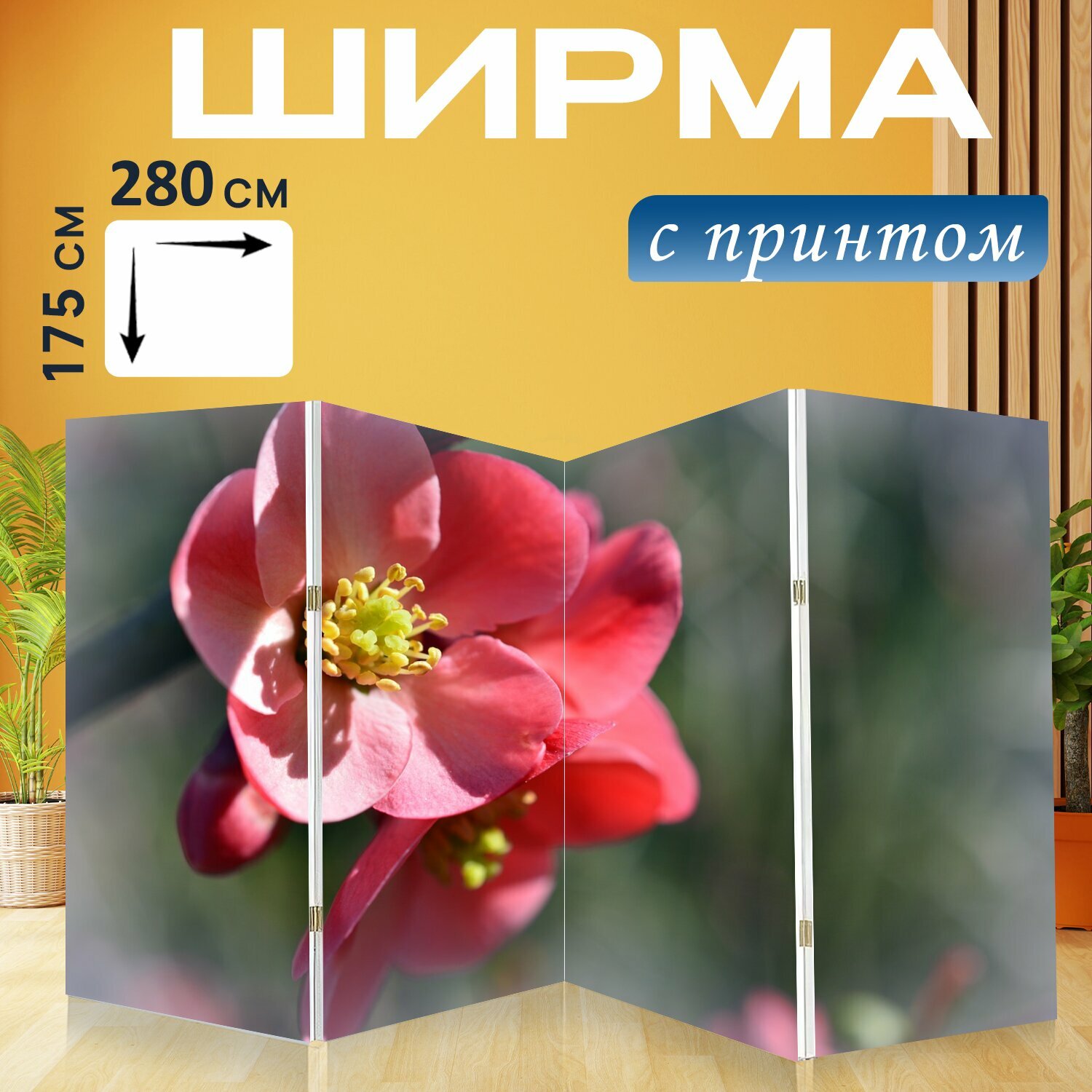 Ширма "Японская айва, декоративная айва, хеномелес" перегородка для зонирования комнаты с принтом 280x175 см. на холсте