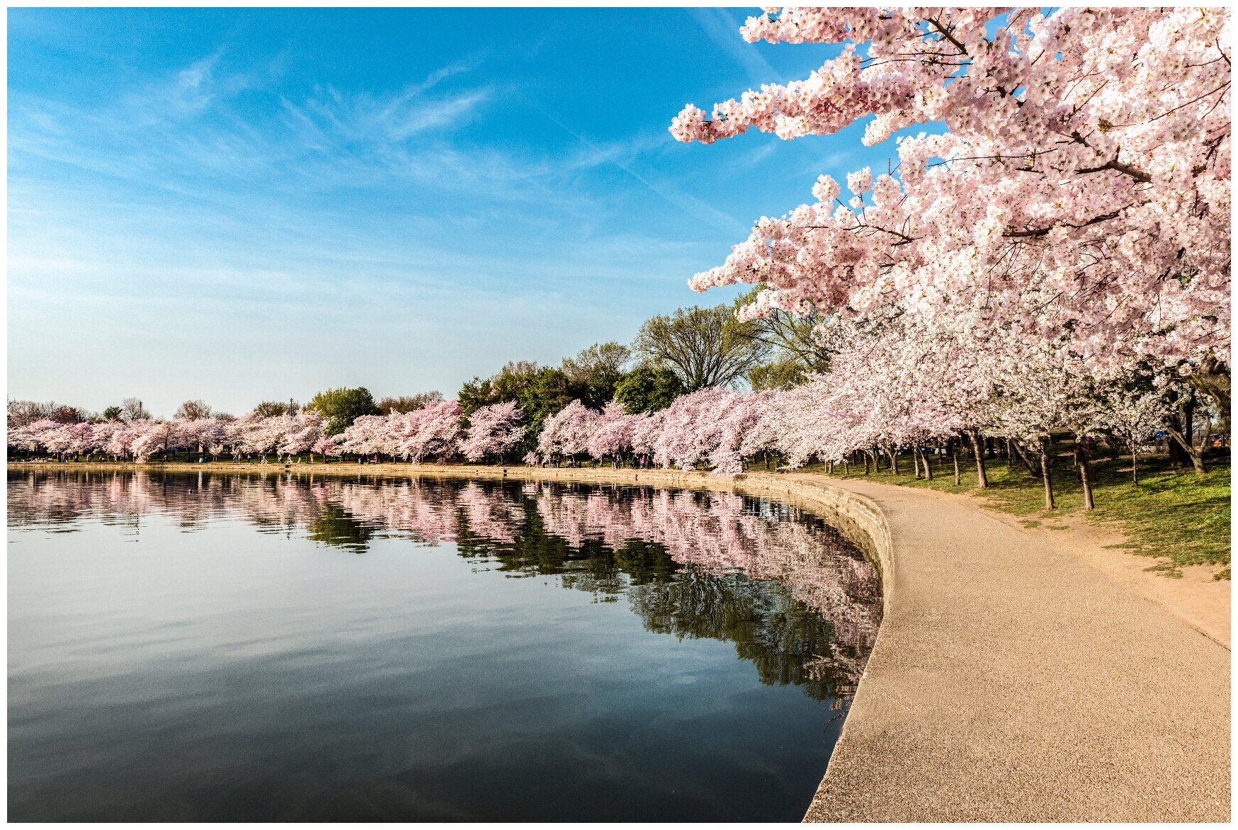 Постер / Плакат / Картина Тропа сакур - Вашингтон 40х50 см в подарочном тубусе