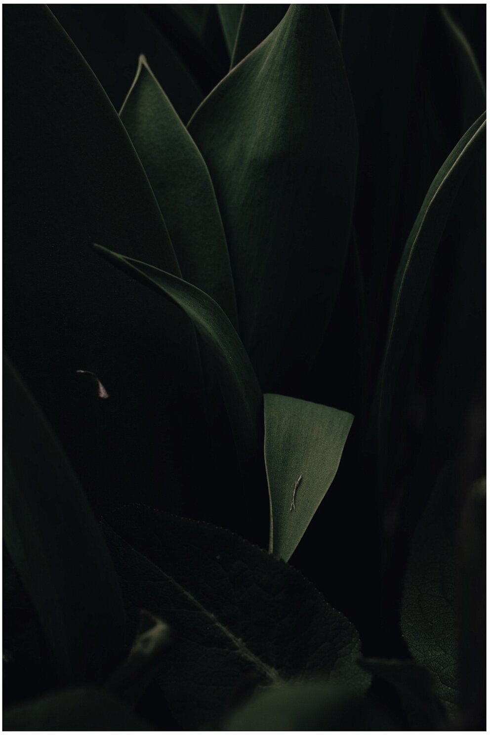 Постер / Плакат / Картина Темно-зеленые растения 50х70 см в подарочном тубусе