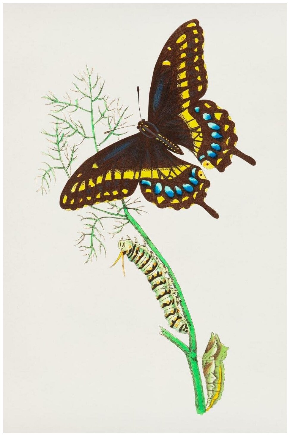 Постер / Плакат / Картина Бабочки - Коричневая бабочка и желтая гусеница 60х90 см в подарочном тубусе