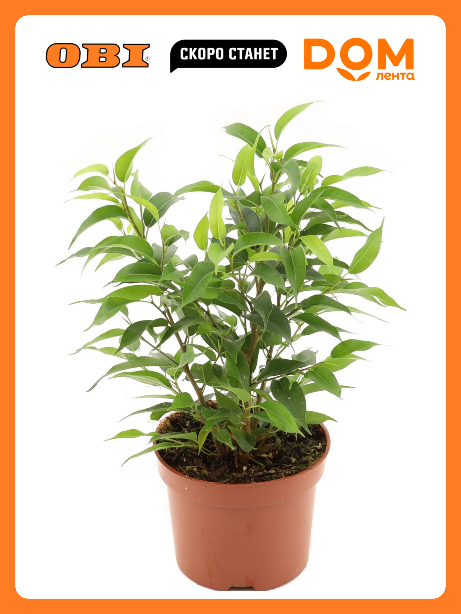 Фикус Бенджамина "Наташа", декоративно-лиственный, неприхотливый, высота до 20 м