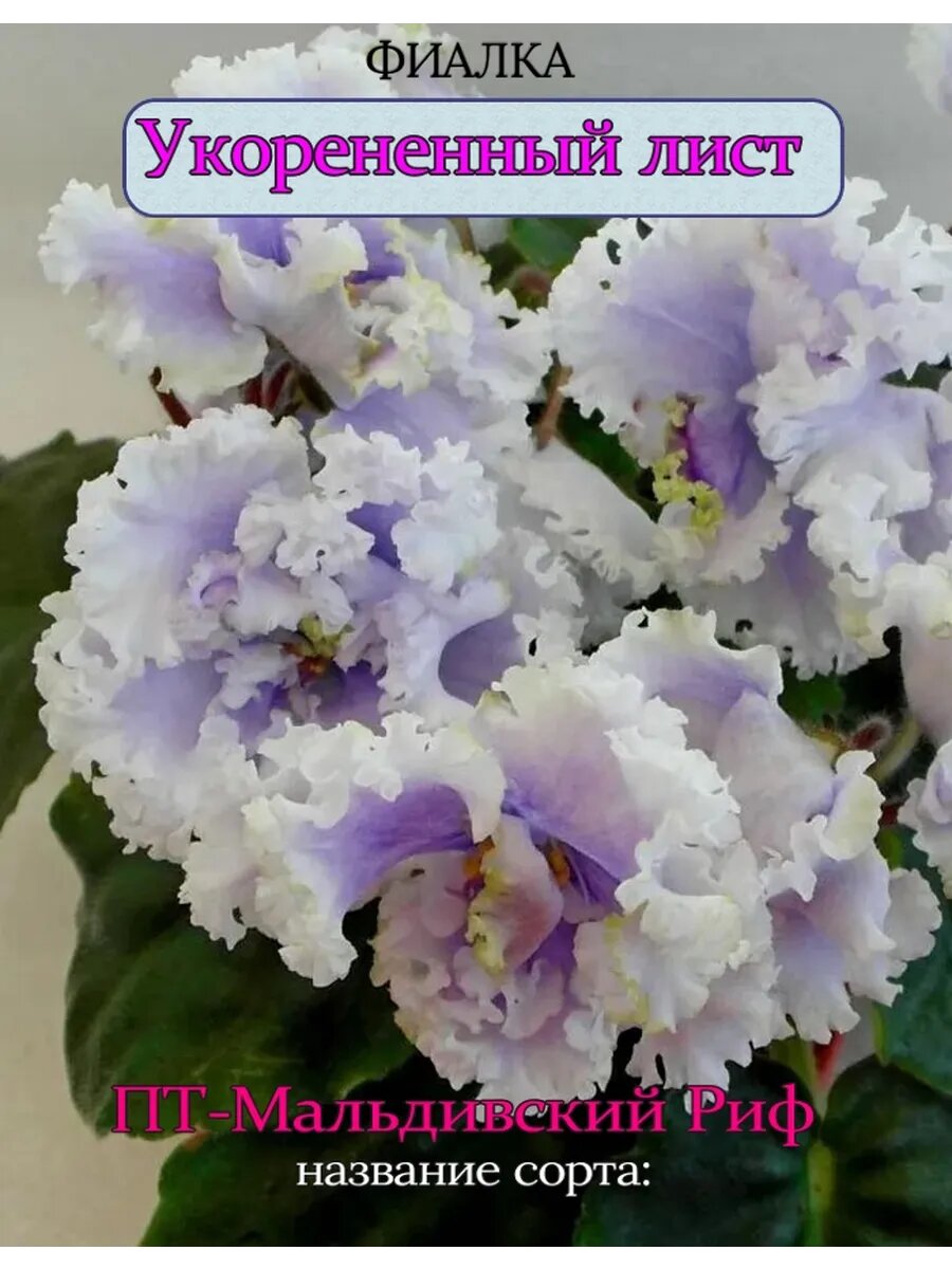 Фиалка живая в горшке комнатная сорт ПТ-Мальдивский Риф (укорененный лист) 1 штука