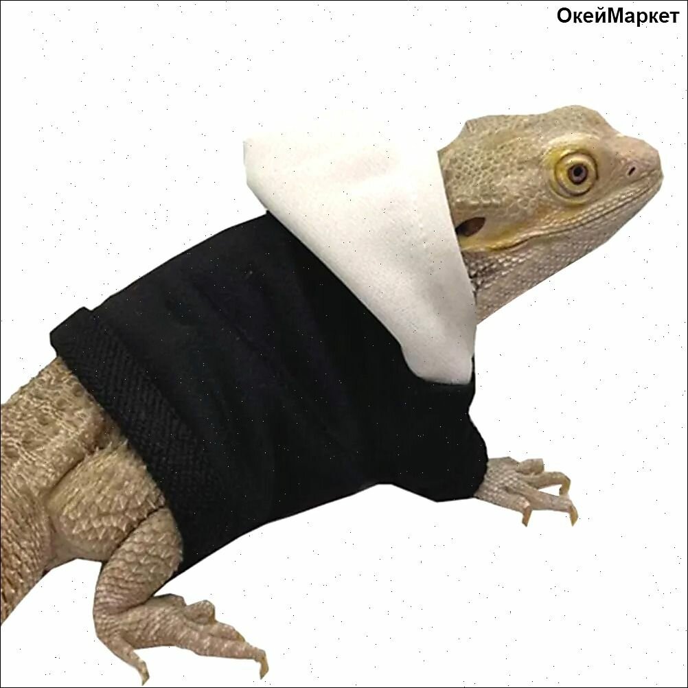 Костюм для бородатой агамы