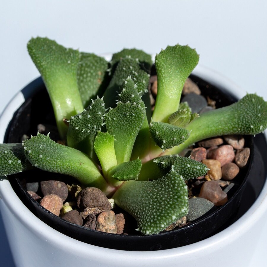 Семена Деодар Суккулент Aloinopsis luckhoffii 10 шт.