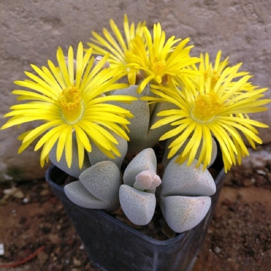 Семена Орешка Суккулент Dinteranthus microspermus v.puberulus CH 1949 (10 ШТ)