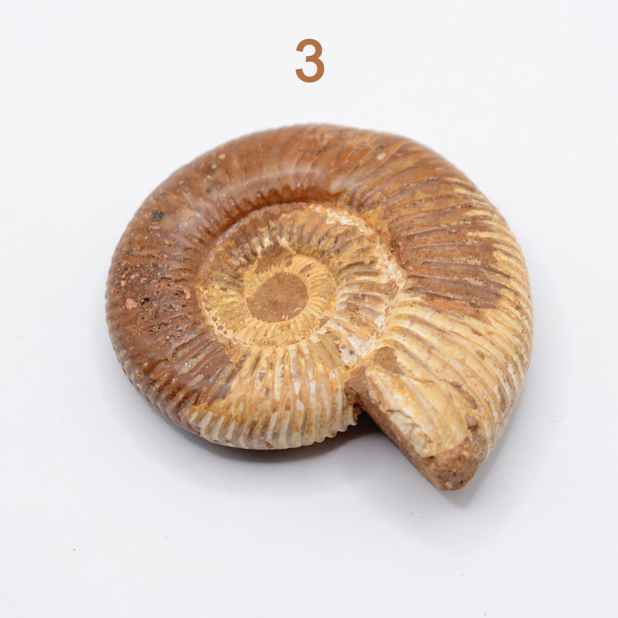 Аммонит Perisphinctes (Мадагаскар) 88 г.