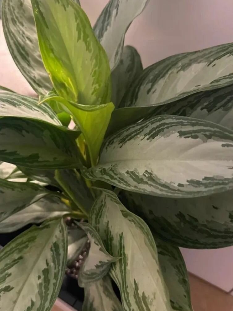 Аглаонема Сильвер Бей В 1 стебель 20-25см. — фото 1