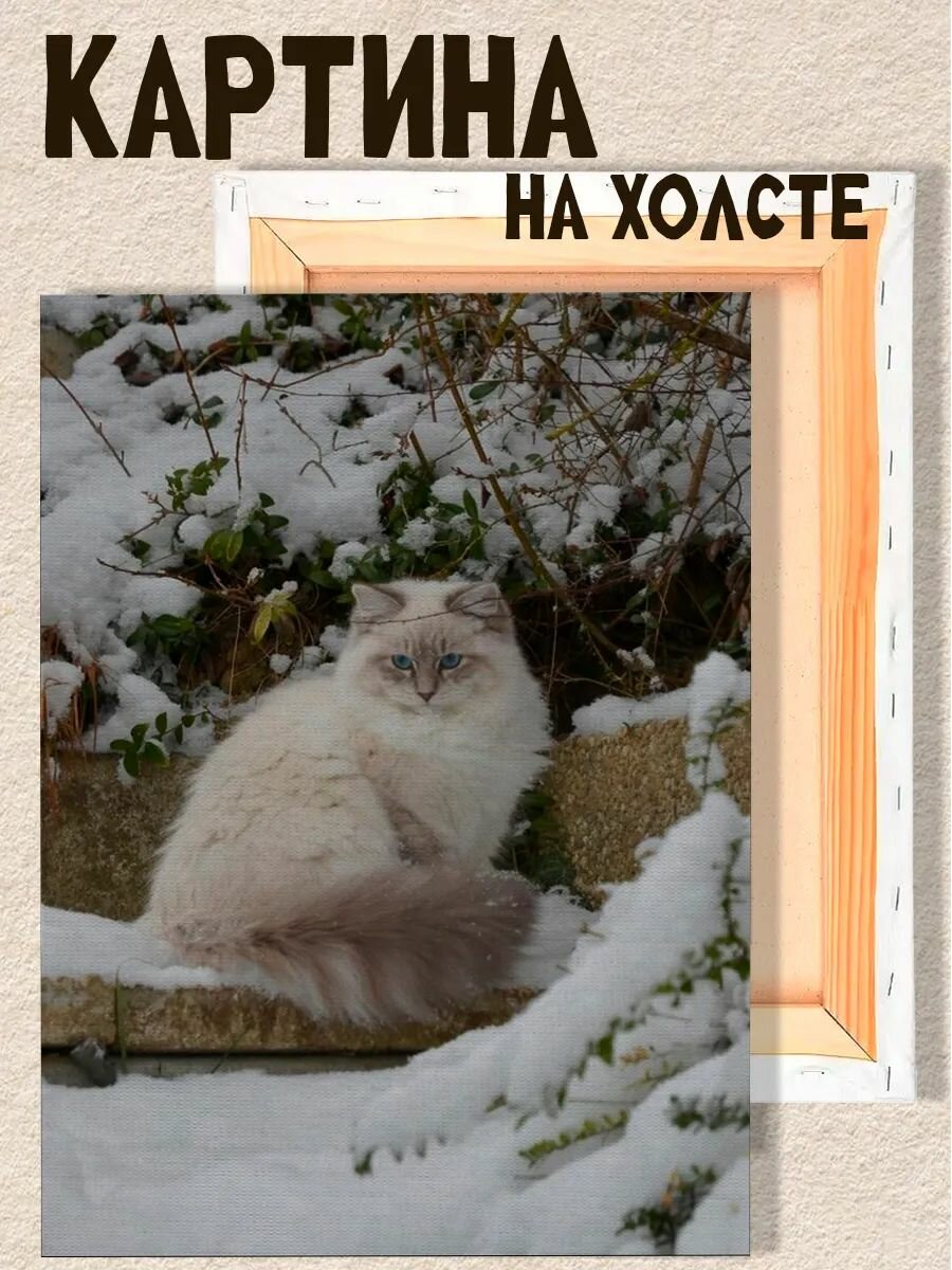 Картина на стену Милые котики, на подрамнике, 1шт, 38х25 размер.