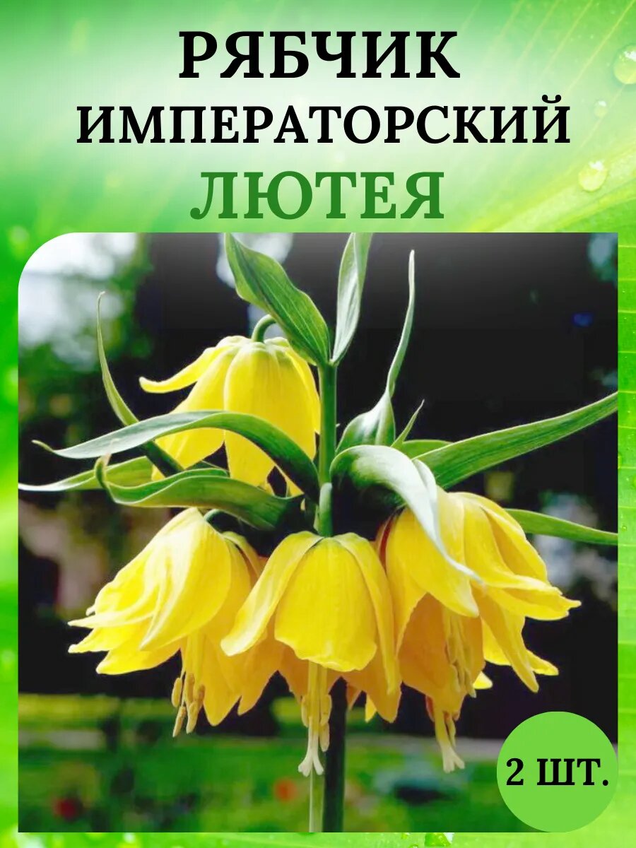 Рябчик императорский, луковицы 2 штуки
