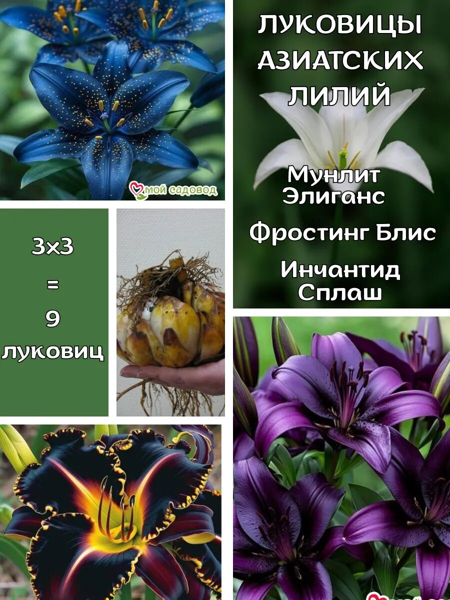 Азиатские лилии, сет из 3 сортов, луковицы 9 штук