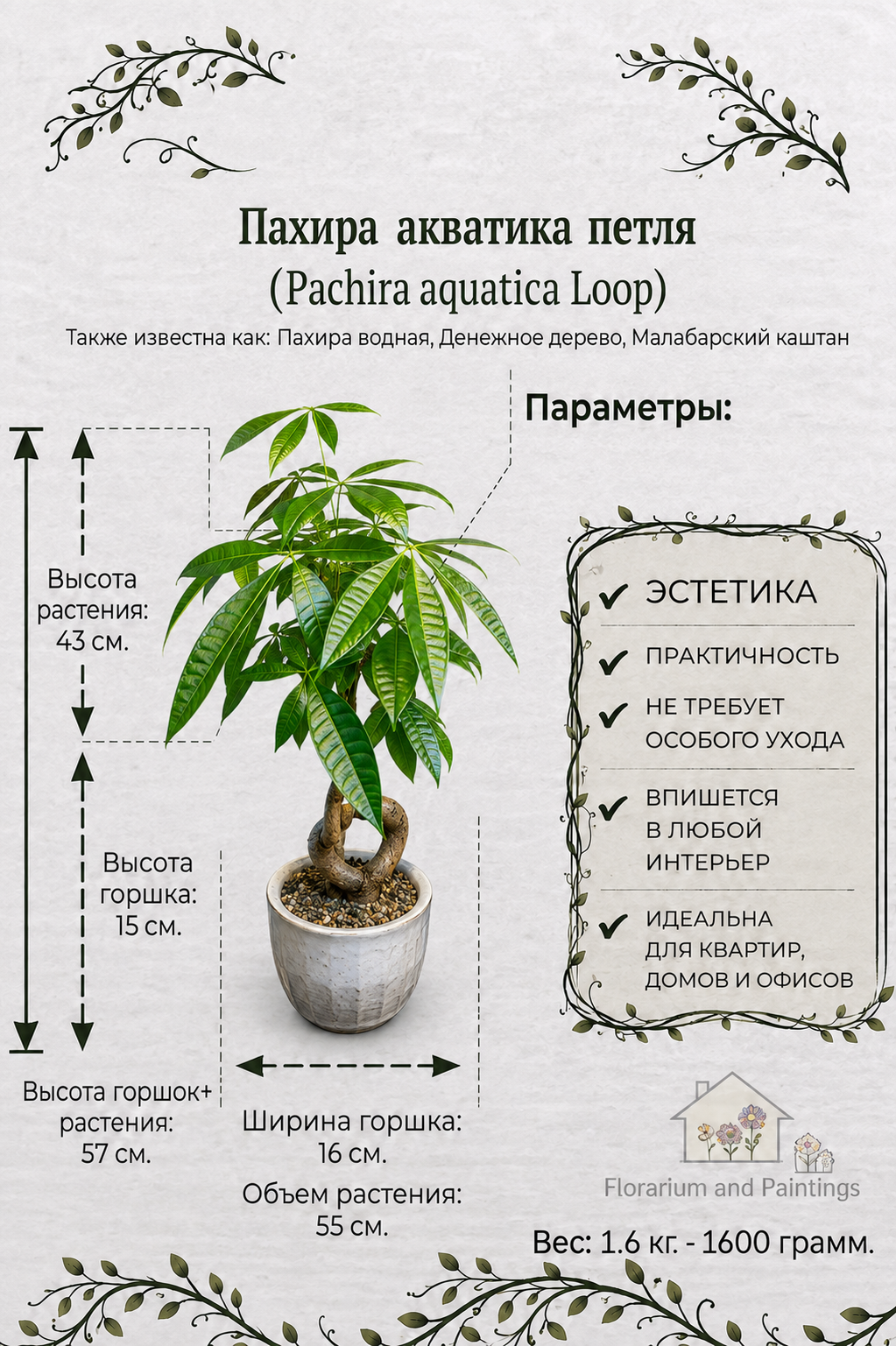 Комнатное растение пахира акватика , петля , в горшке автополив