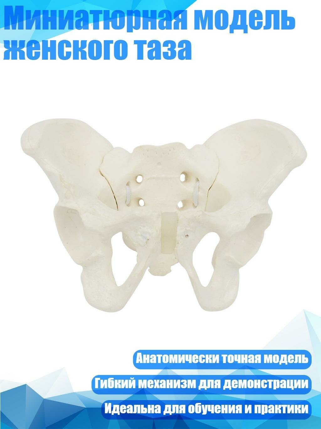 Миниатюрная модель женского таза