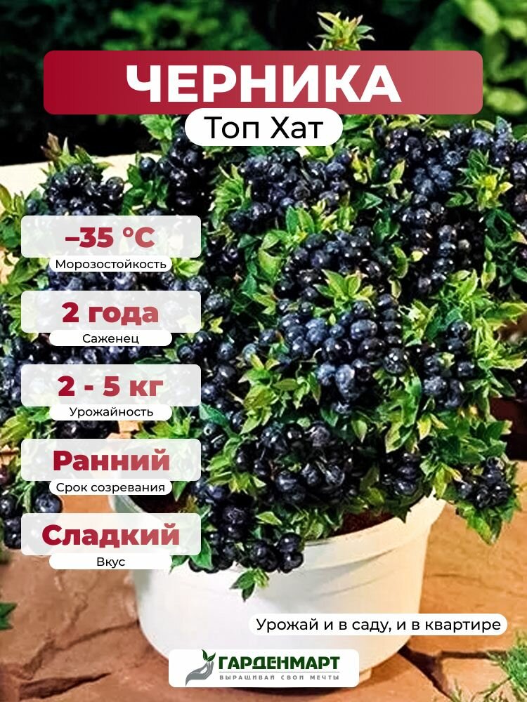 Саженец Черника Топ Хат