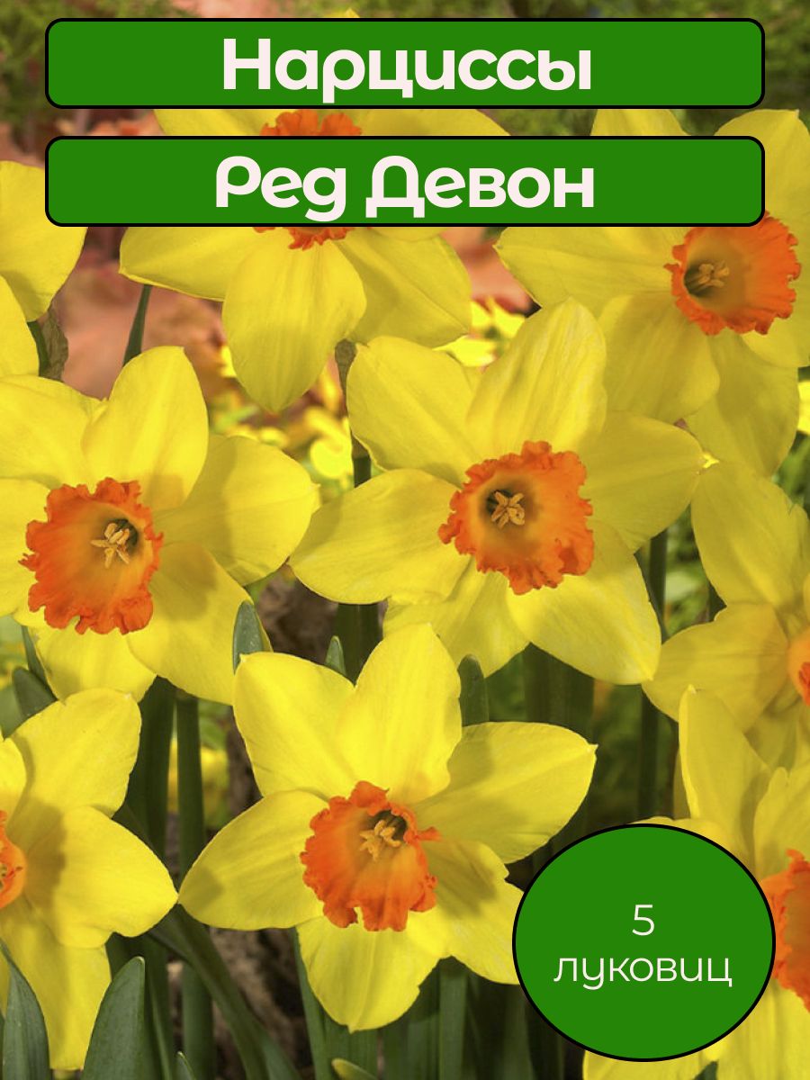 Нарциссы Ред Девон луковицы 5 шт