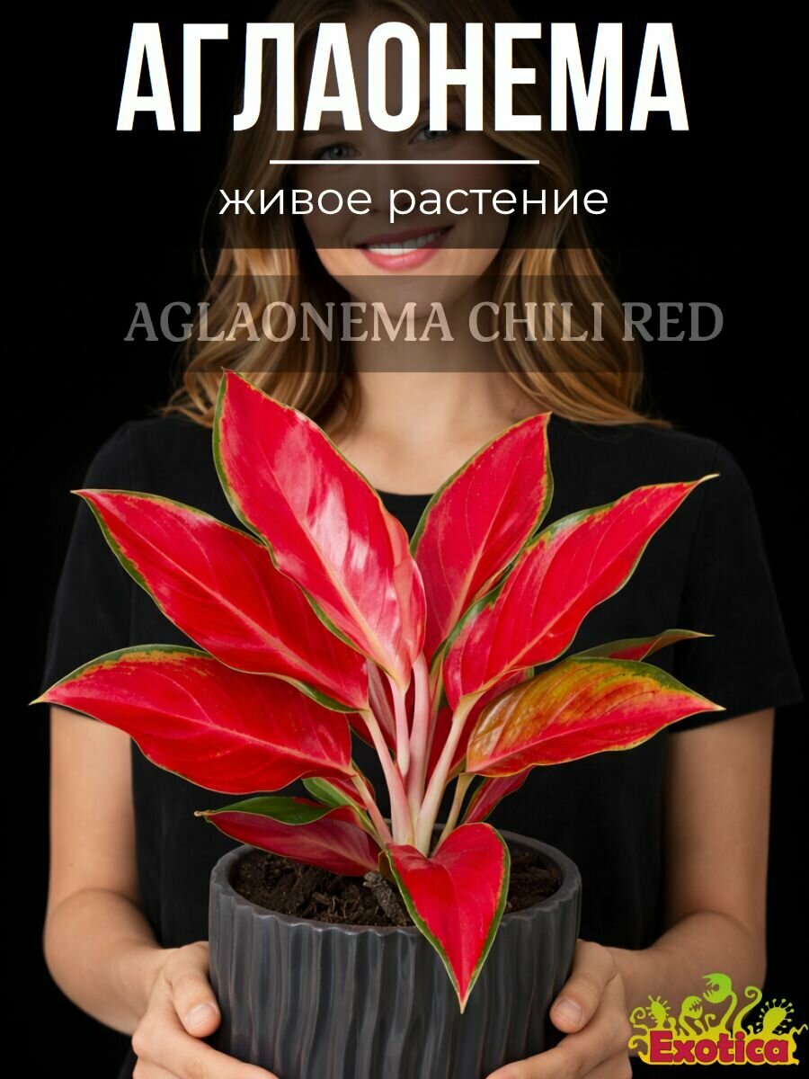 Аглаонема Чили Ред (Aglaonema Chili Red) D12см, домашний цветок