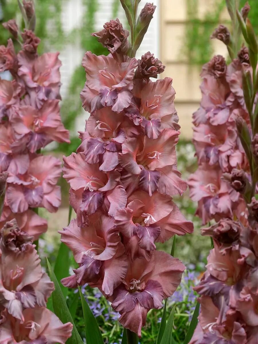 Гладиолус Расти Честнат / Луковицы гладиолусов крупноцветковых