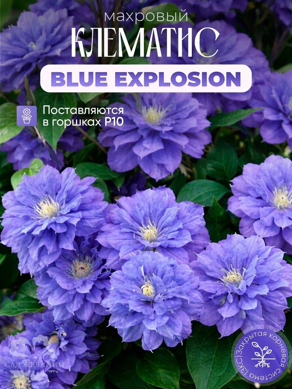 Зимостойкий, махровый клематис Blue Explousen в горшке 1 л