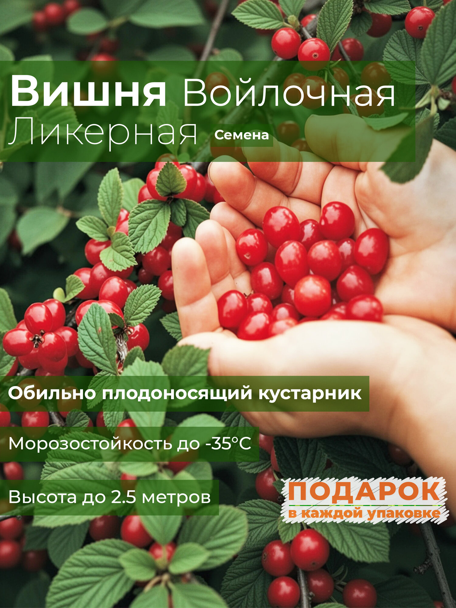 Вишня Войлочная Ликерная, Семена, 5 шт, семена ягод и фруктов